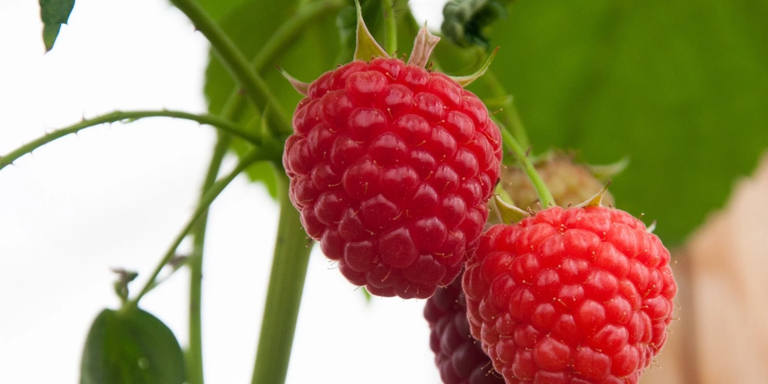 Fieldwork Robotics and Burro Partner to Revolutionize Raspberry ...