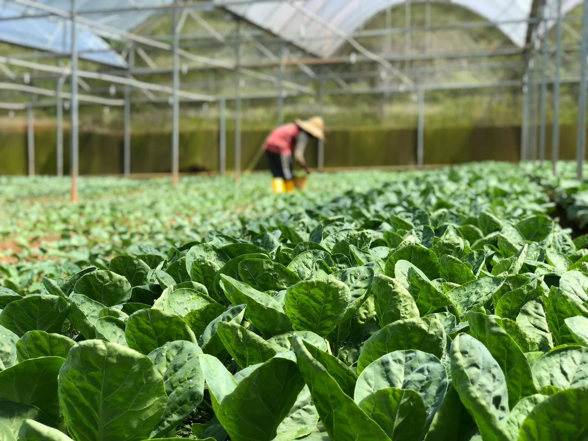 Fixing Food: Averting 15M Deaths and Climate Disaster | Manufacturing ...